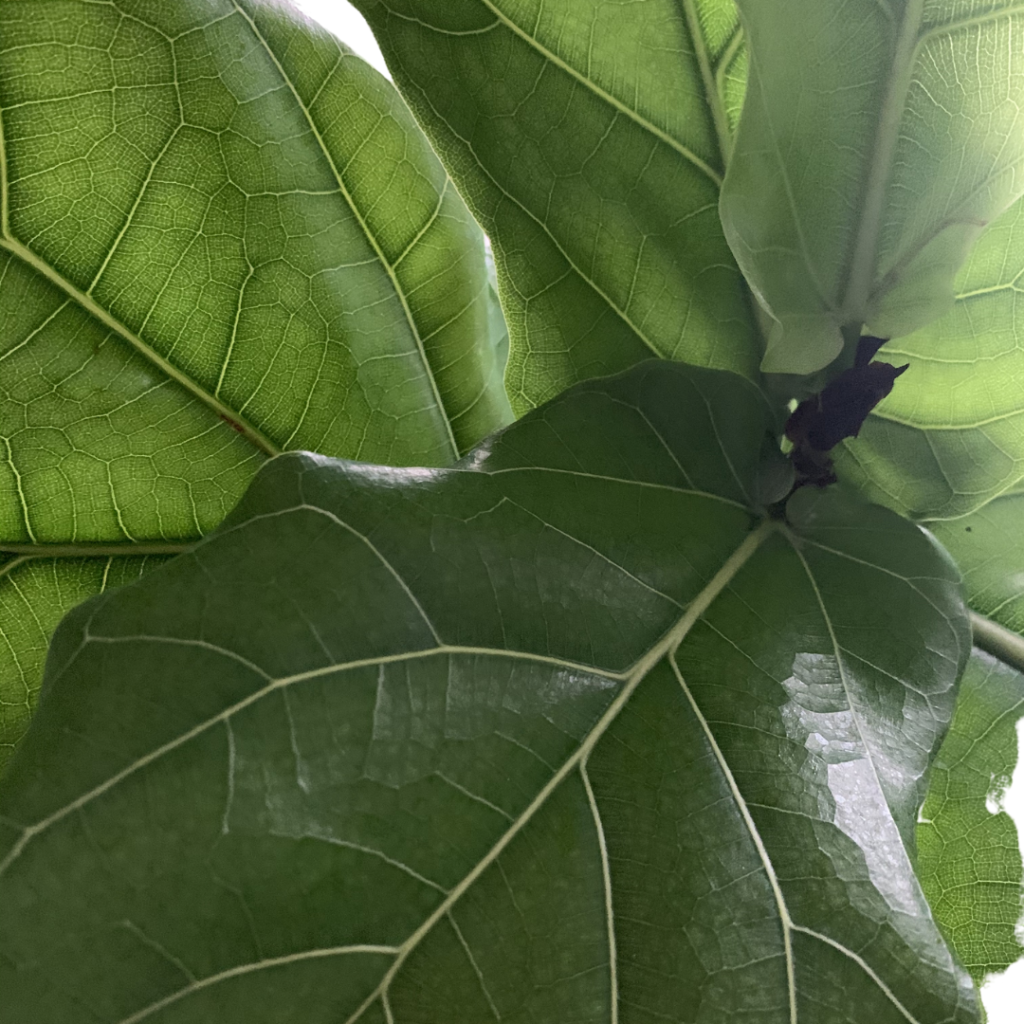 Fiddle Leaf Fig - Unbeleafable