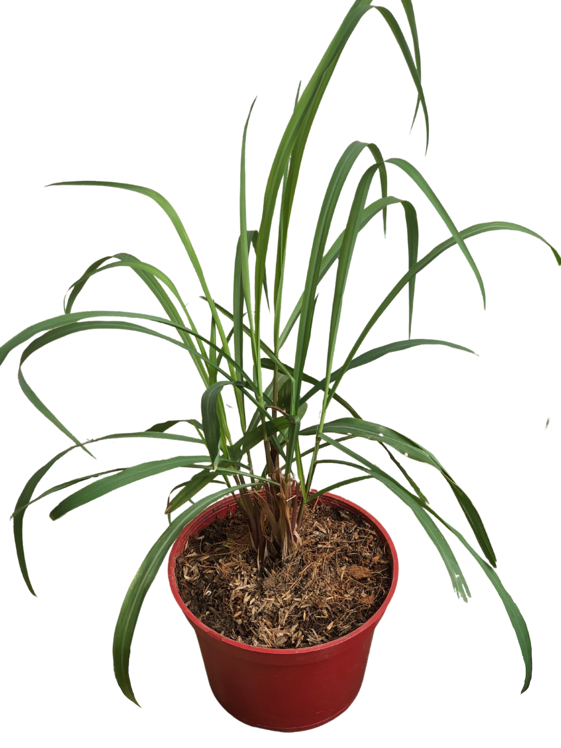 Citronella Grass - Unbeleafable