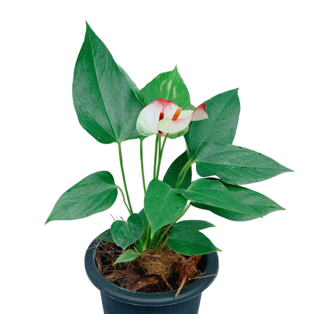 Anthurium Laceleaf - Unbeleafable