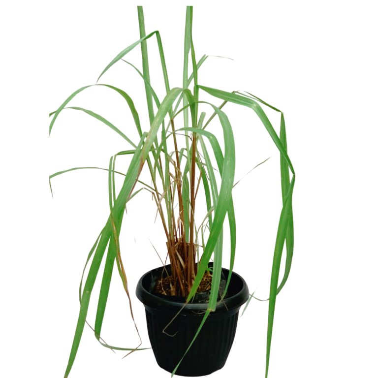 Citronella | Unbeleafable PH | Indoor Plants Philippines