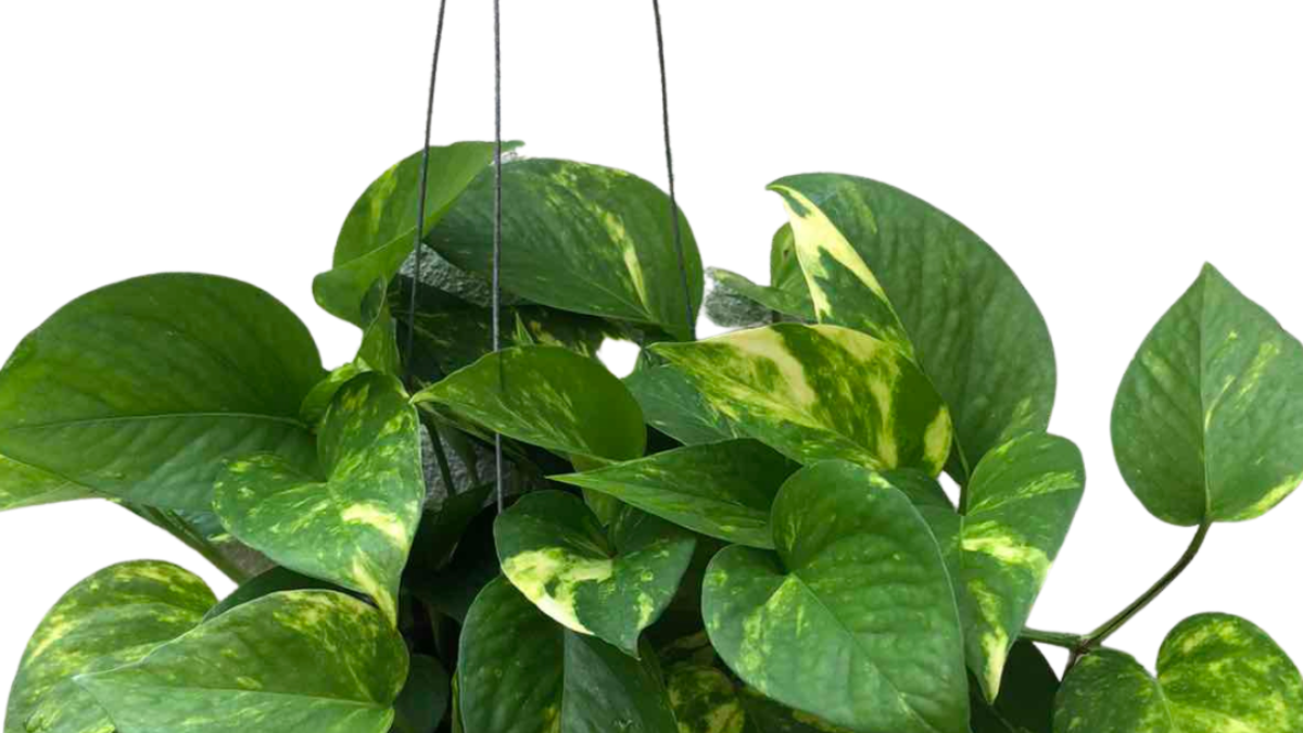 Hanging Pothos Plant Jade Pothos In Hanging Basket | Eureka Farms