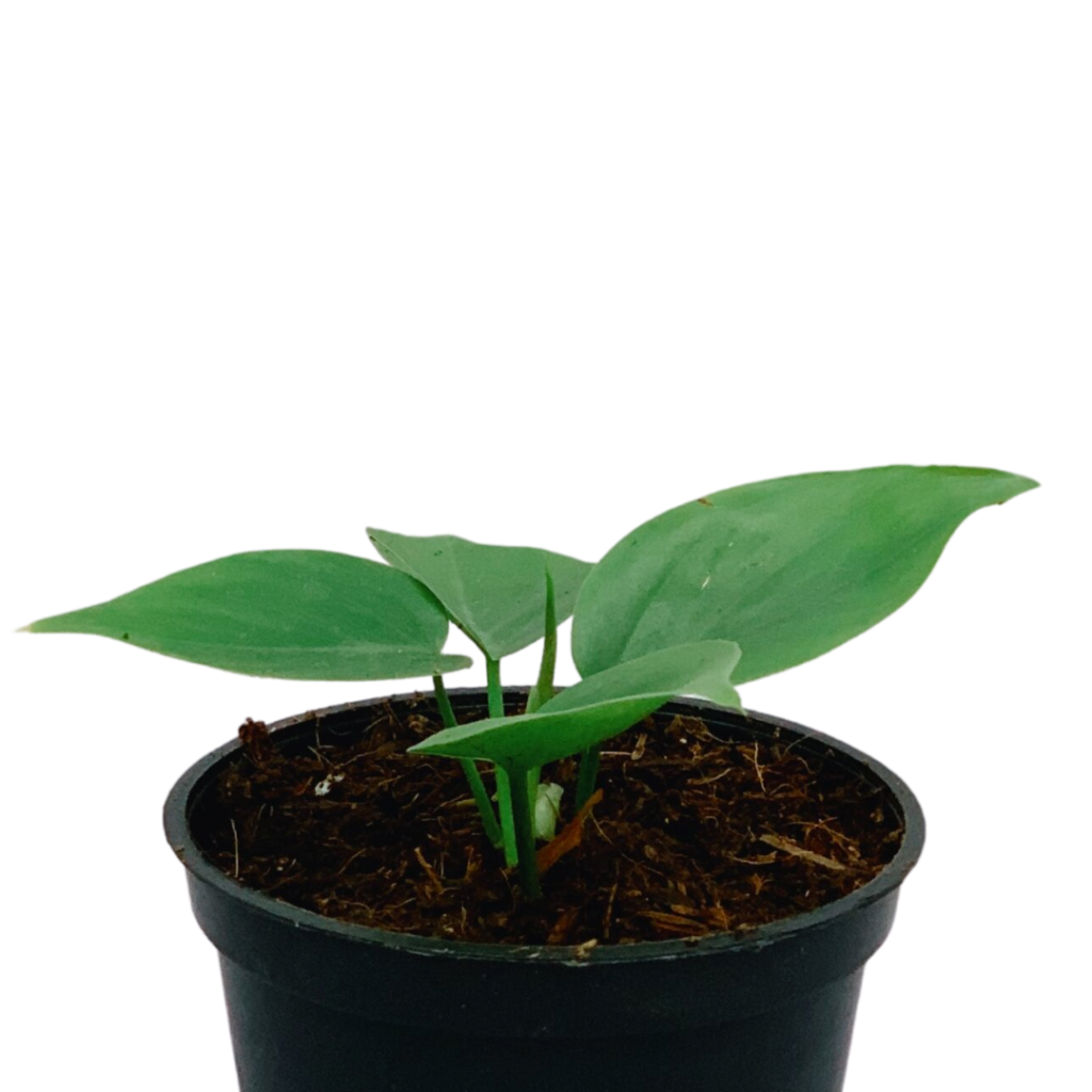 Ficus Nana | Indoor Plants Manila