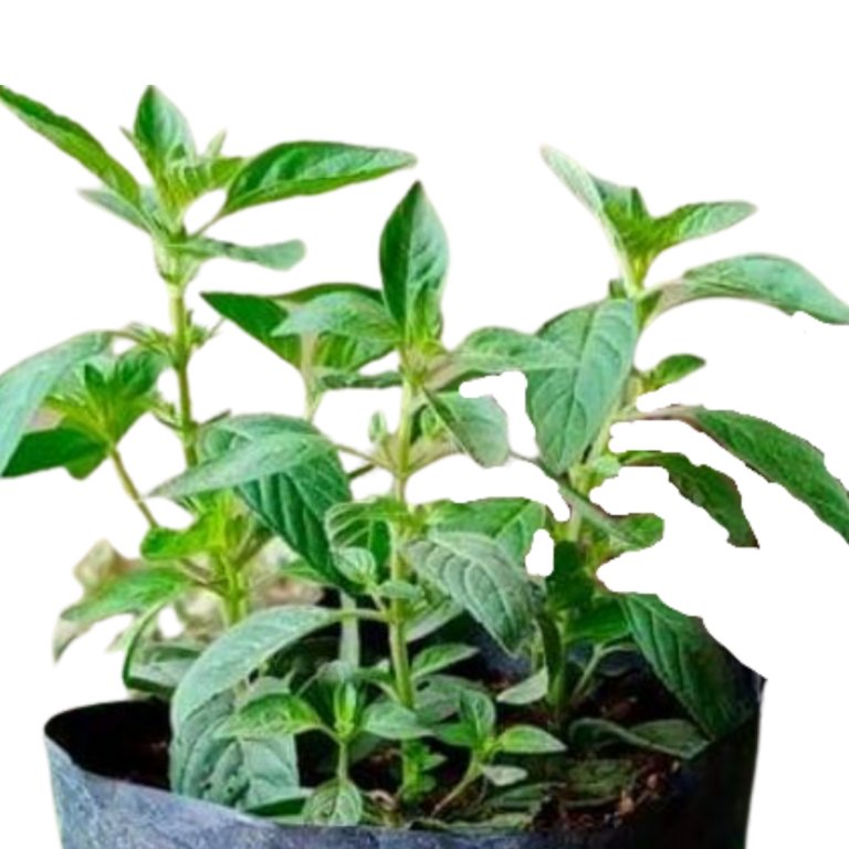 Citronella | Unbeleafable PH | Indoor Plants Philippines
