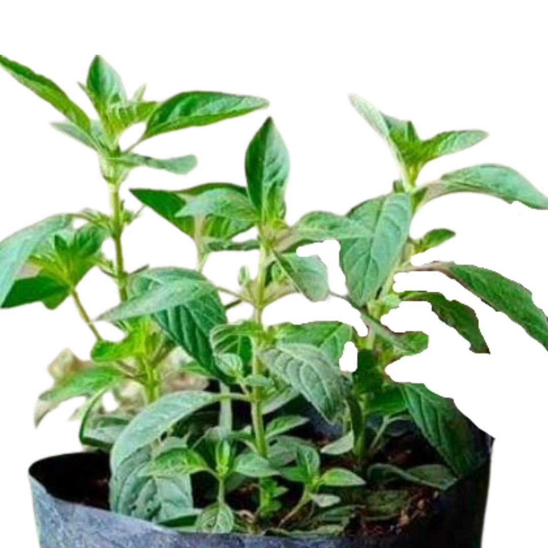 Lemon Mint | Affordable Indoor Plants Manila