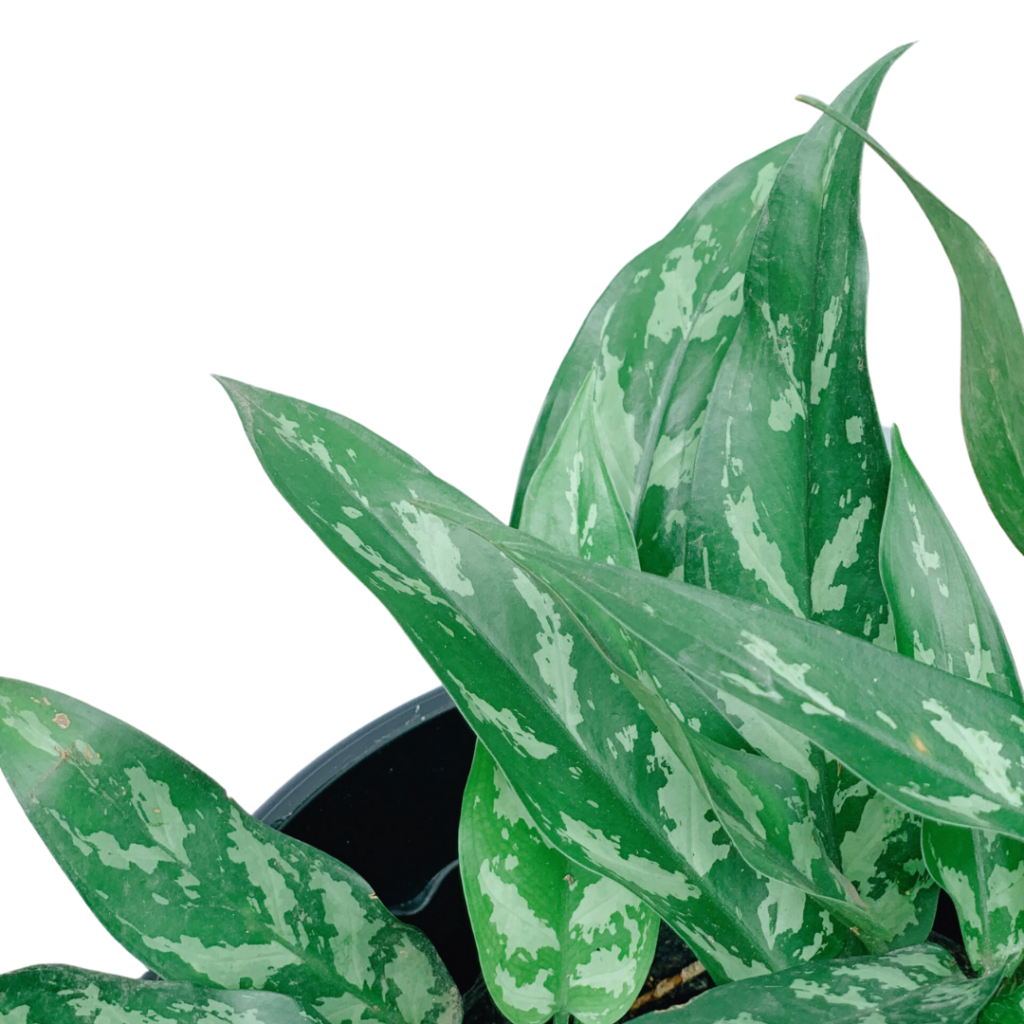 Aglaonema Romeo - Unbeleafable