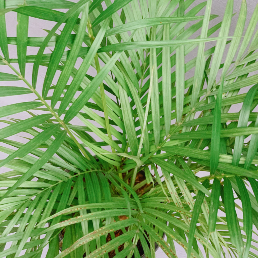 Palm Tree - Unbeleafable
