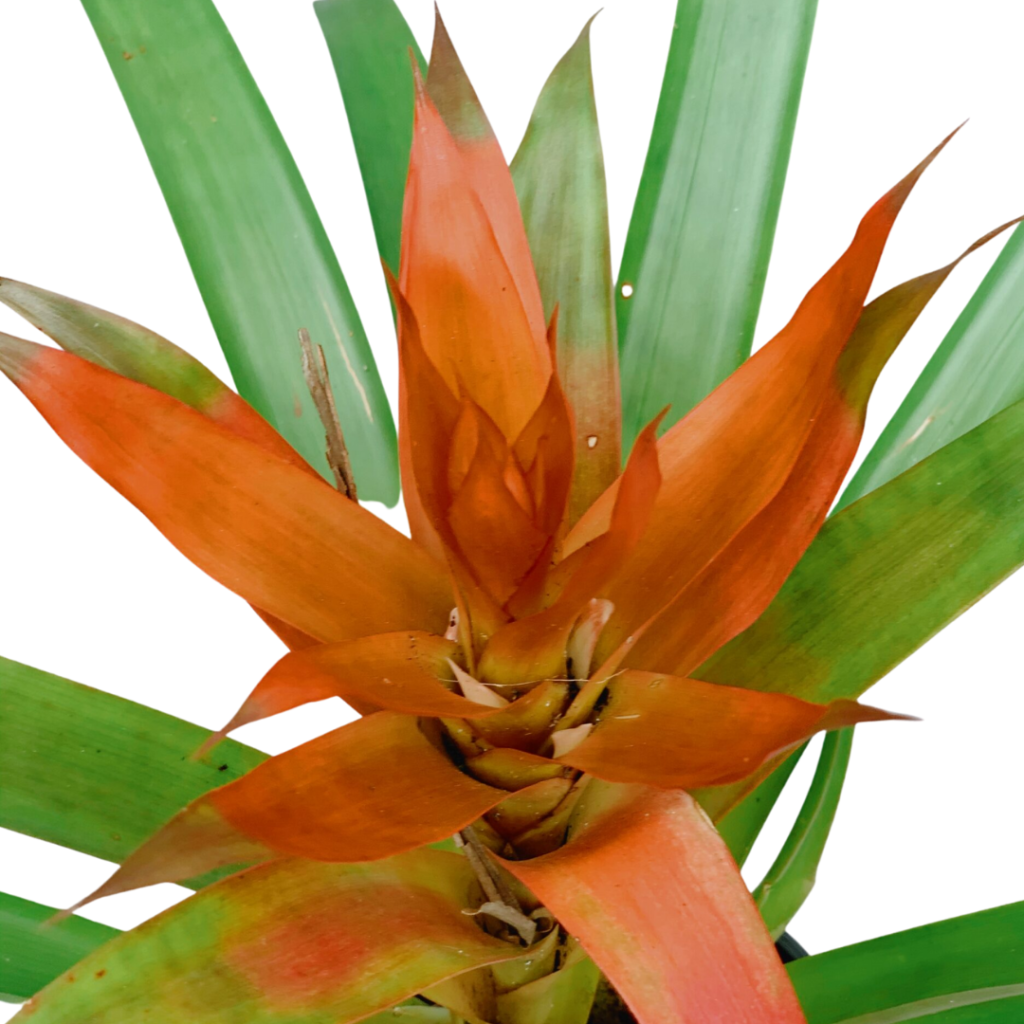 Scarlet Star Bromeliad - Unbeleafable