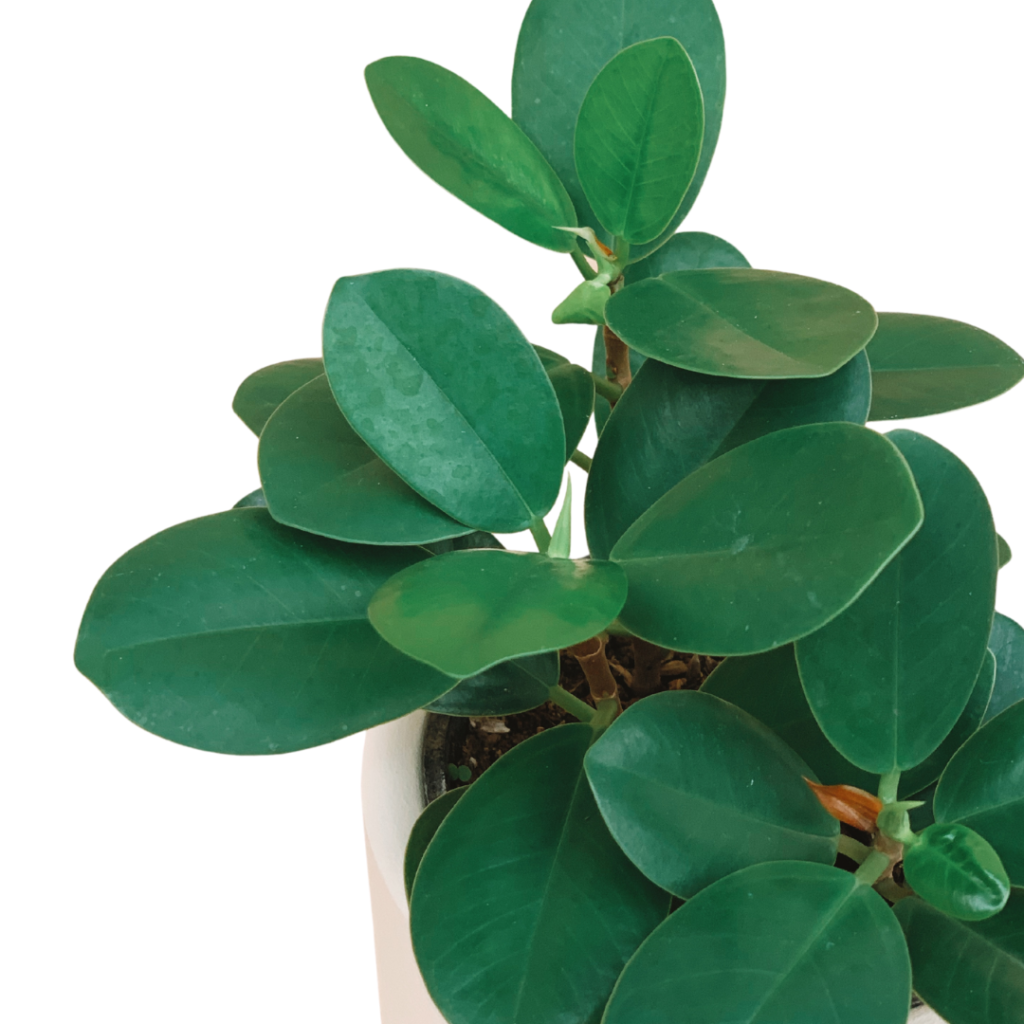 Ficus Nana - Unbeleafable