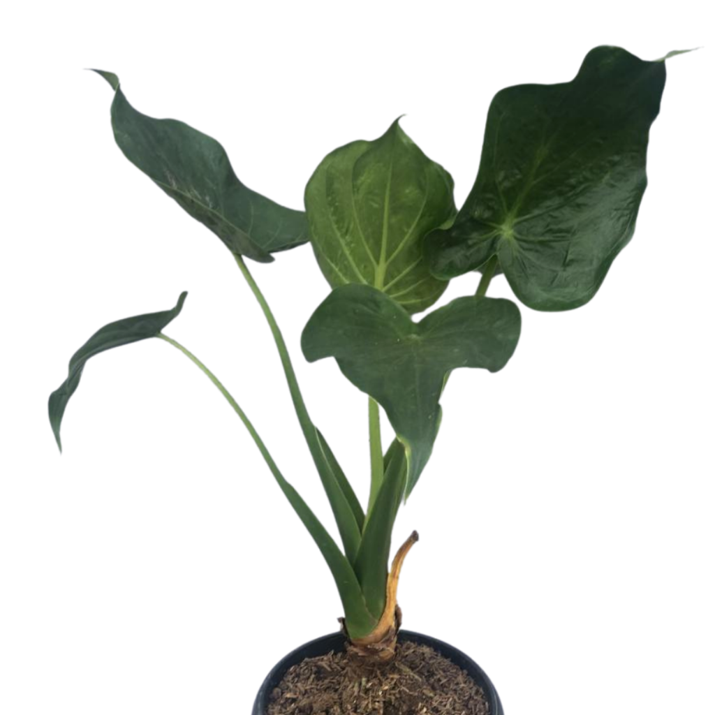 Alocasia Cucullata - Unbeleafable