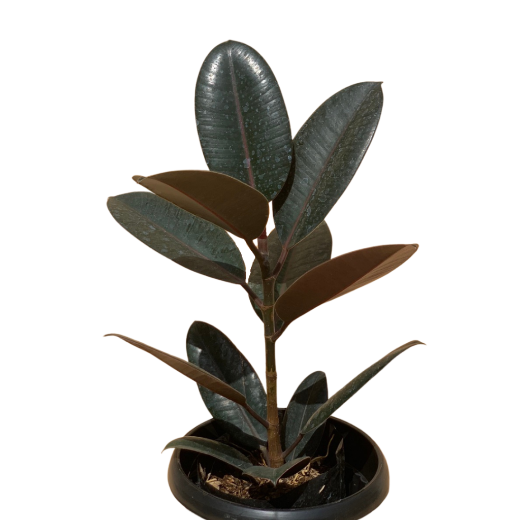 Black Prince Rubber Tree - Unbeleafable