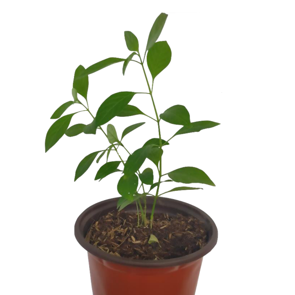 Herb Plants For Sale - Unbeleafable PH