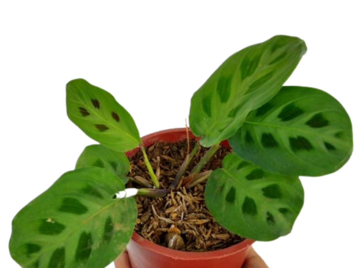 Maranta Leuconeura (Cathedral Windows, Herringbone Plant,, 56% OFF