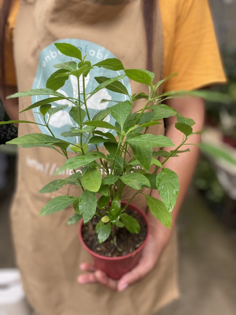 Lemon Balm - Unbeleafable