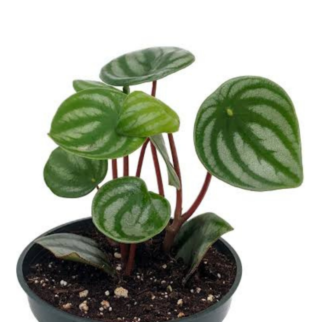 Peperomia Watermelon - Unbeleafable
