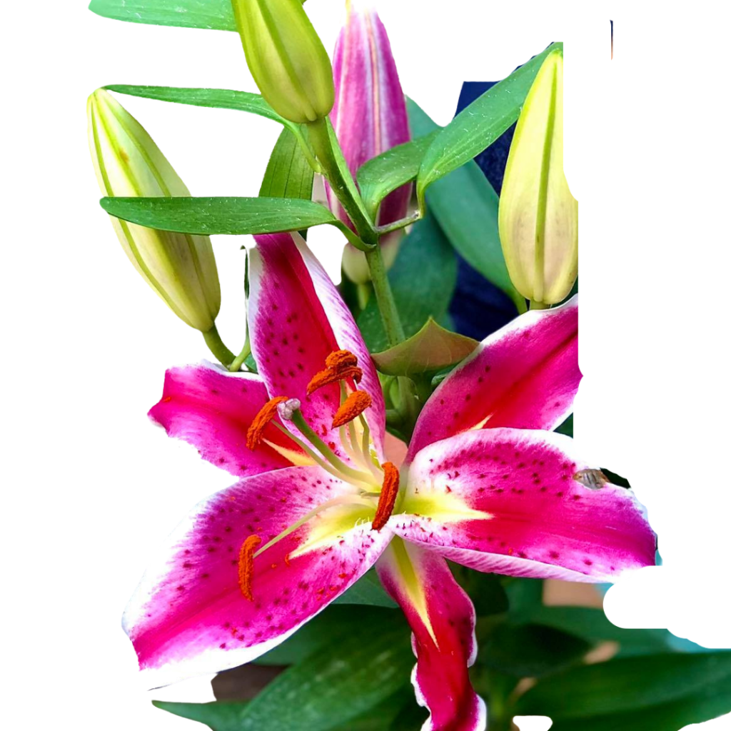 Flowering Plants In The Philippines