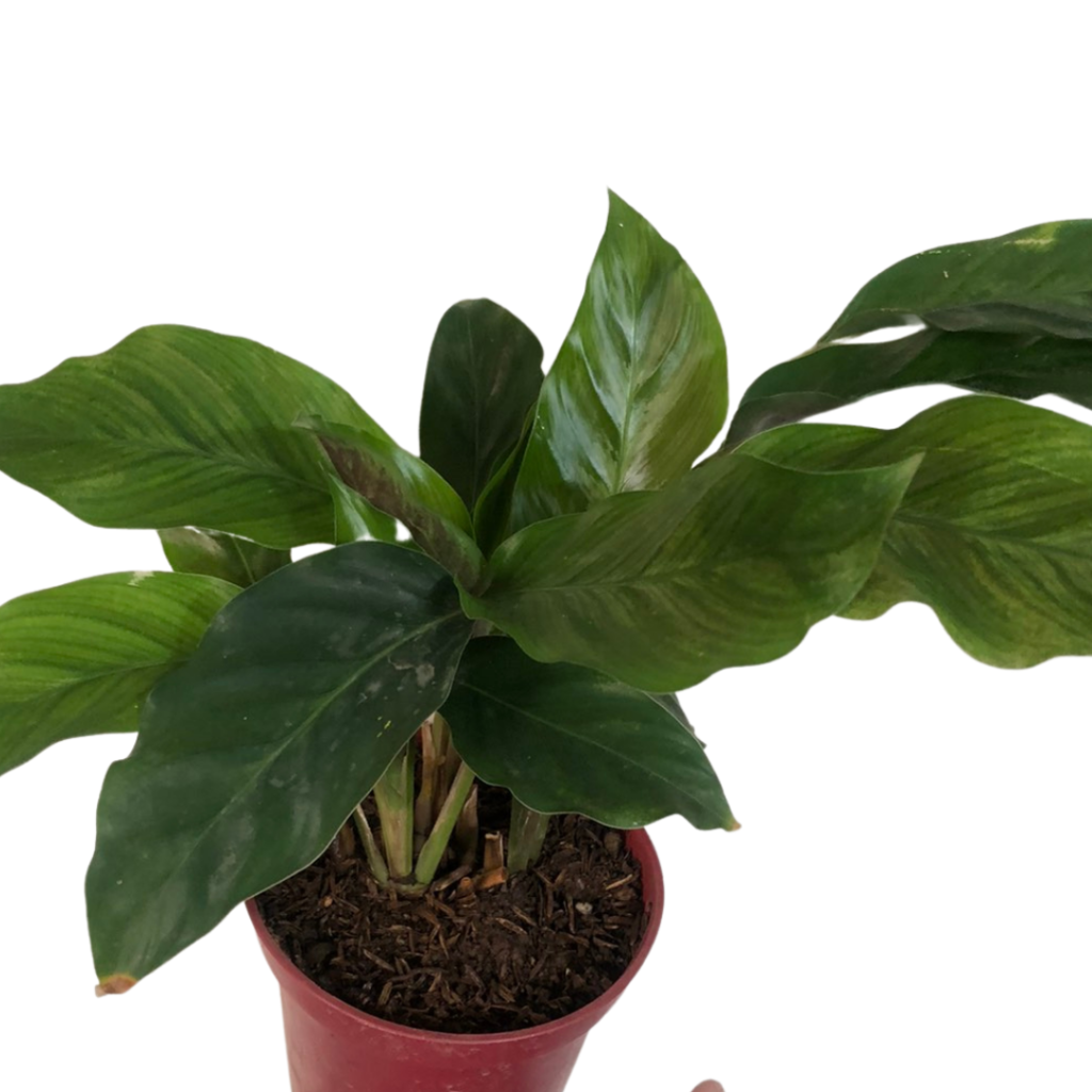 Calathea Louisae - Unbeleafable