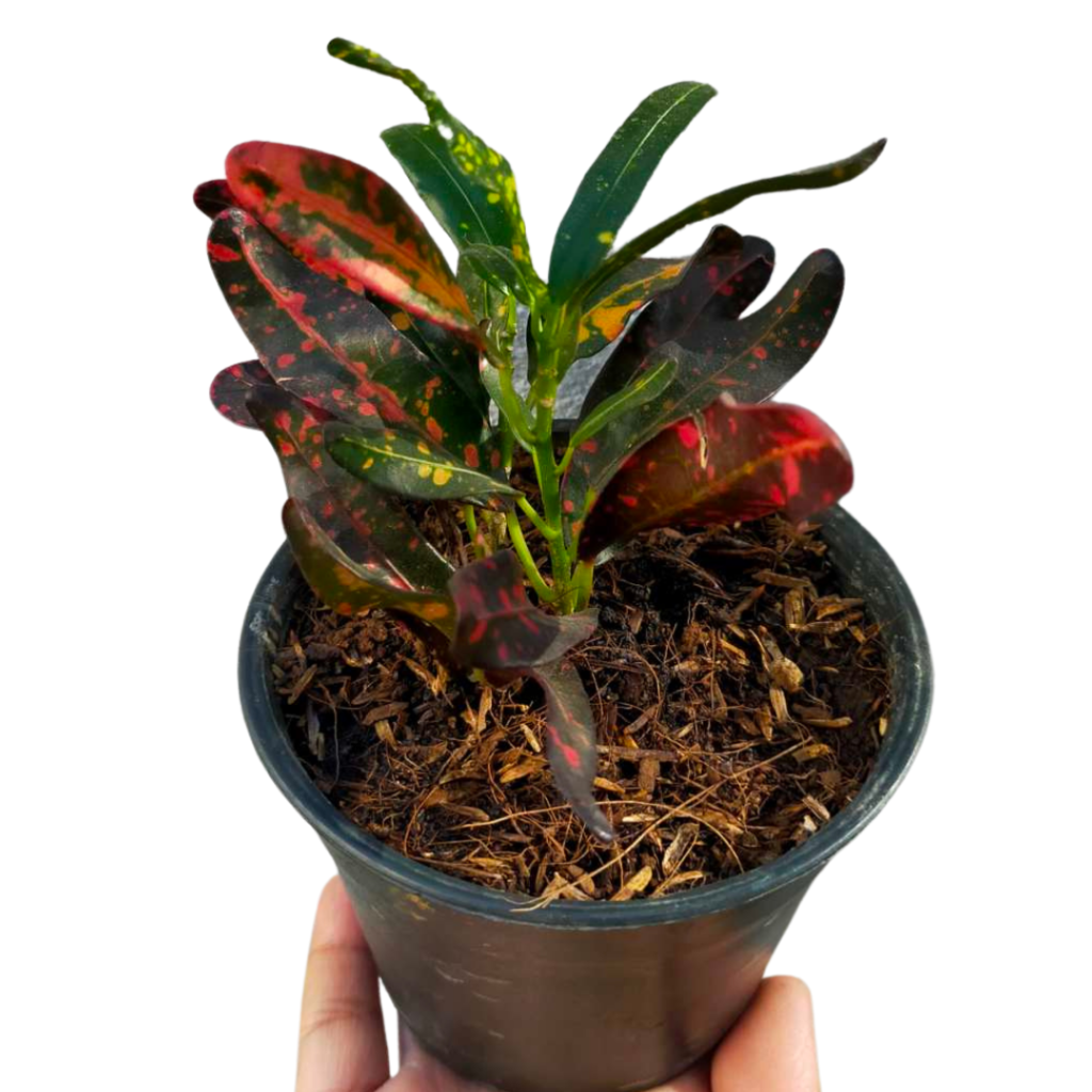 Dwarf Croton San Francisco - Unbeleafable