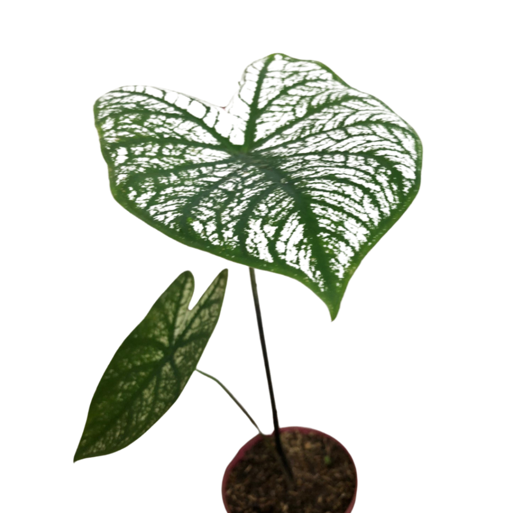 White Christmas Caladium - Unbeleafable