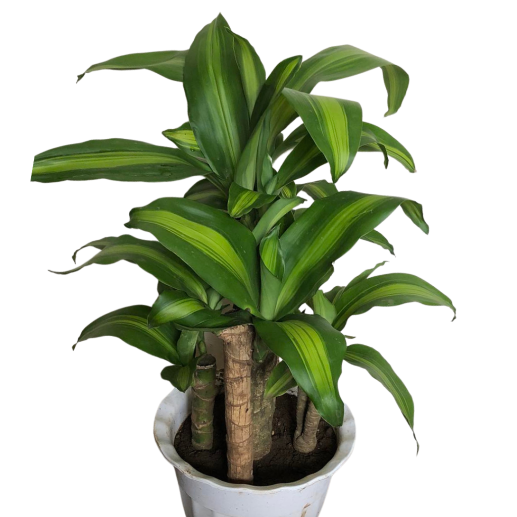 Multistalk Fortune Plant - Unbeleafable