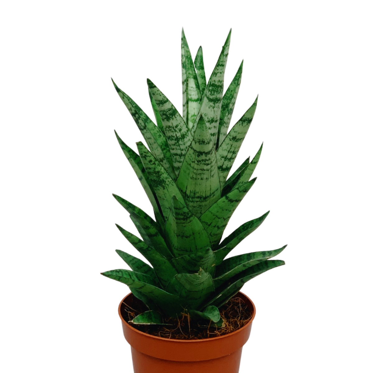 5 Types of Snake Plant: How To Identify Sansevieria Varieties