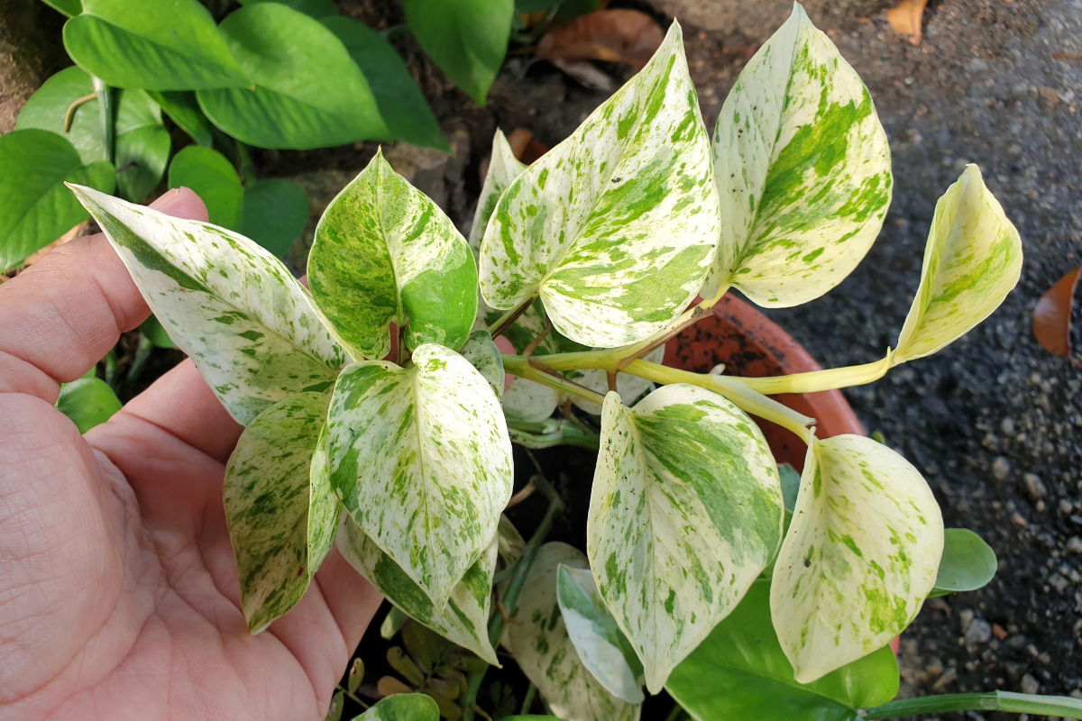 What are Variegated Plants?