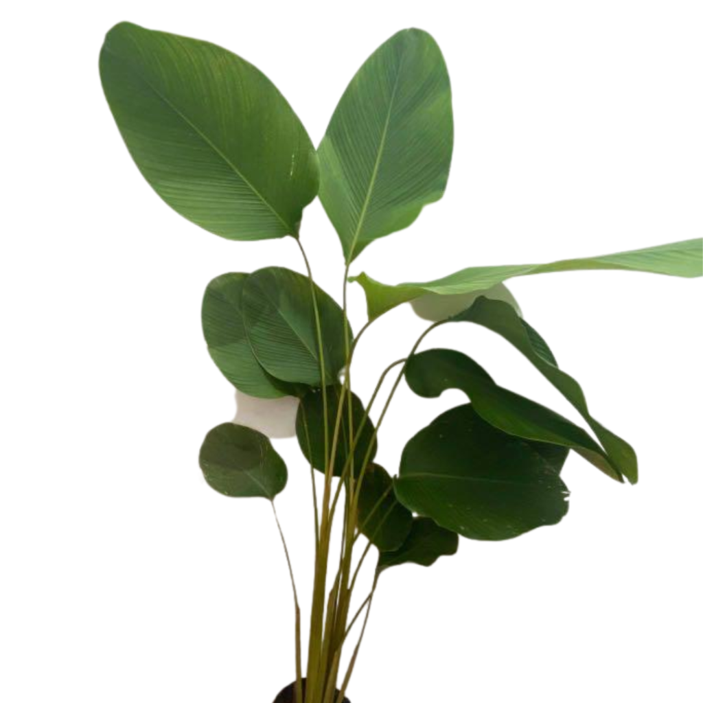 Calathea Lutea - Unbeleafable