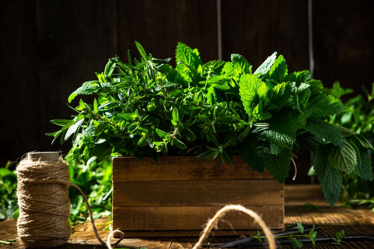 A Beginner's Guide To Starting An Herb Garden