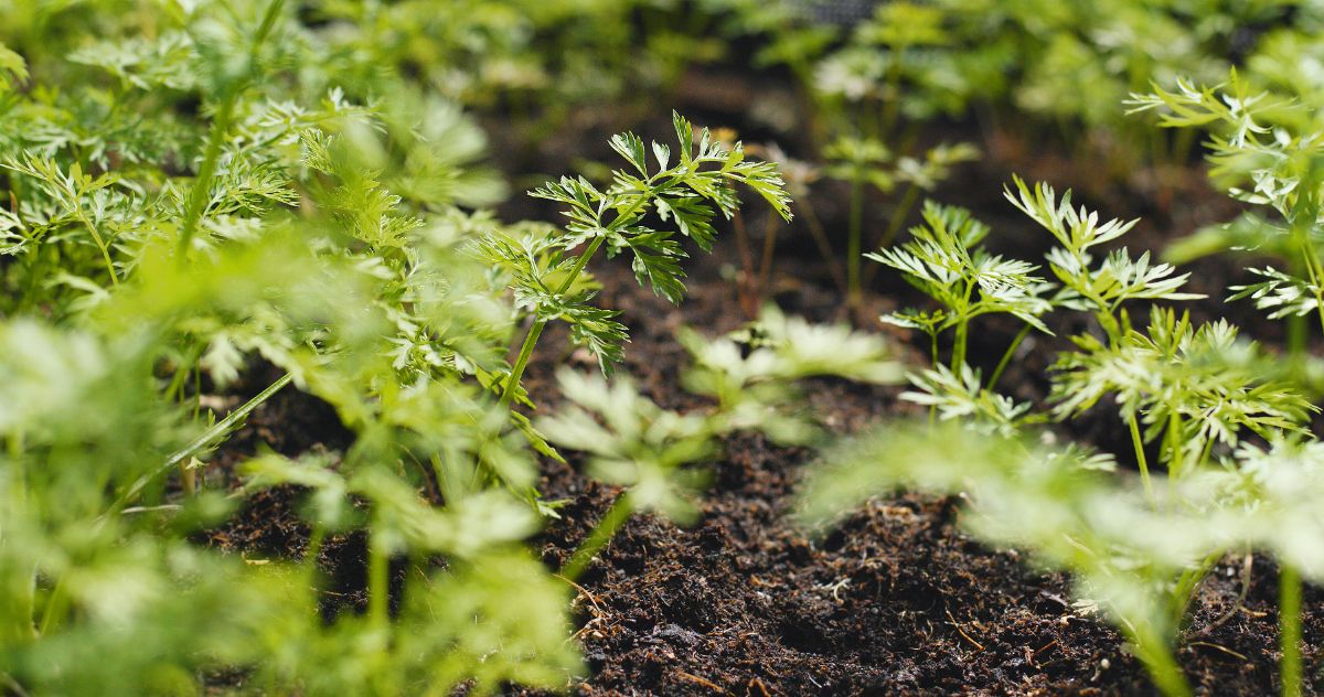 A Beginner's Guide To Starting An Herb Garden