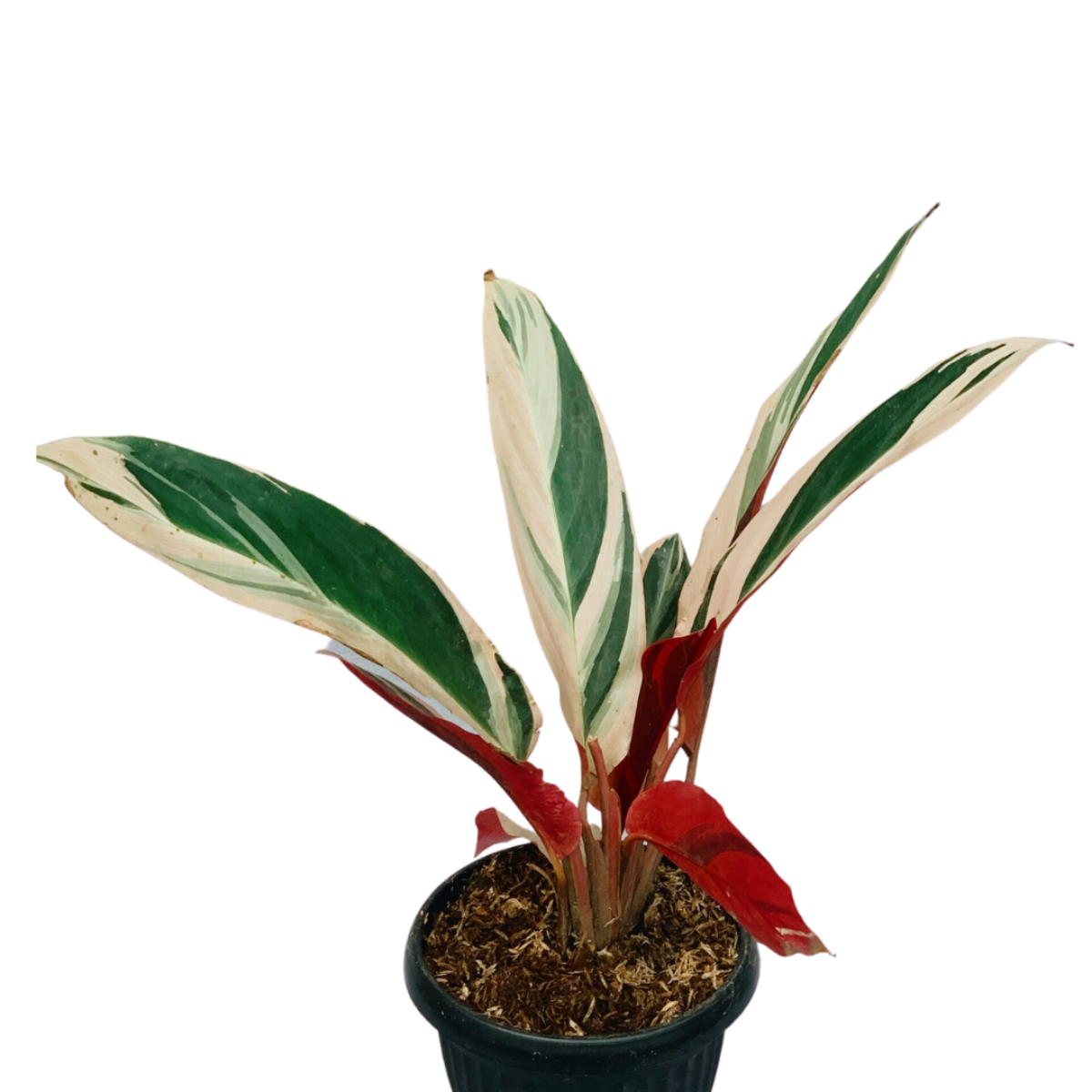 9 Prettiest Calathea Varieties to Add to Your Garden