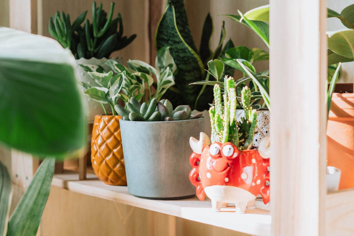 4 Plant Giveaway Ideas For Garden Wedding