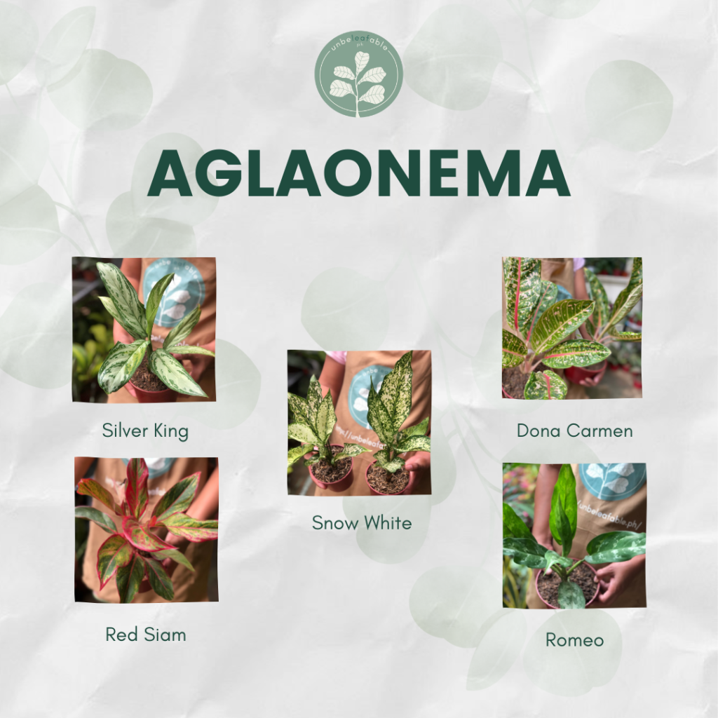Aglaonema Bundle - Unbeleafable