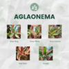 Aglaonema Bundle - Unbeleafable