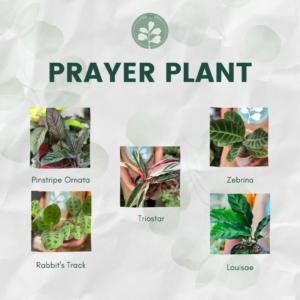 Aglaonema Bundle - Unbeleafable