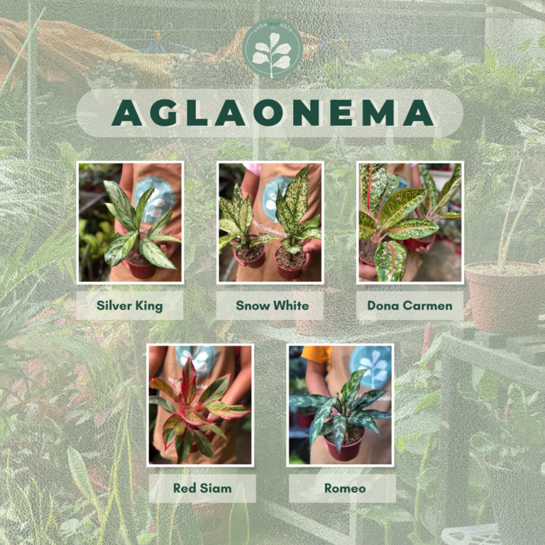 Aglaonema Bundle - Unbeleafable