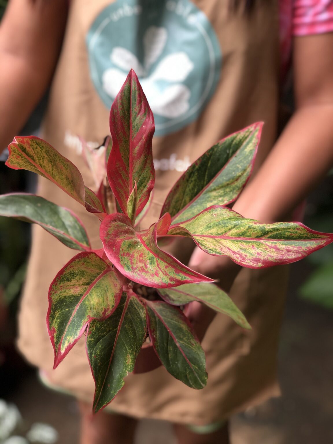 Aglaonema Bundle - Unbeleafable