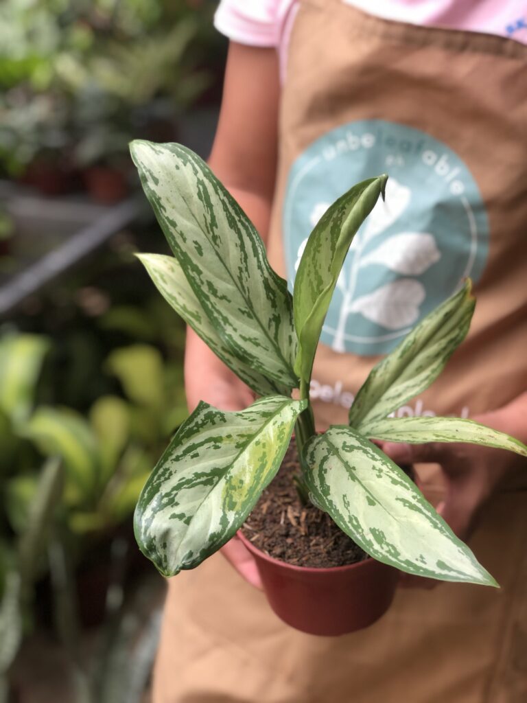 Aglaonema Bundle - Unbeleafable