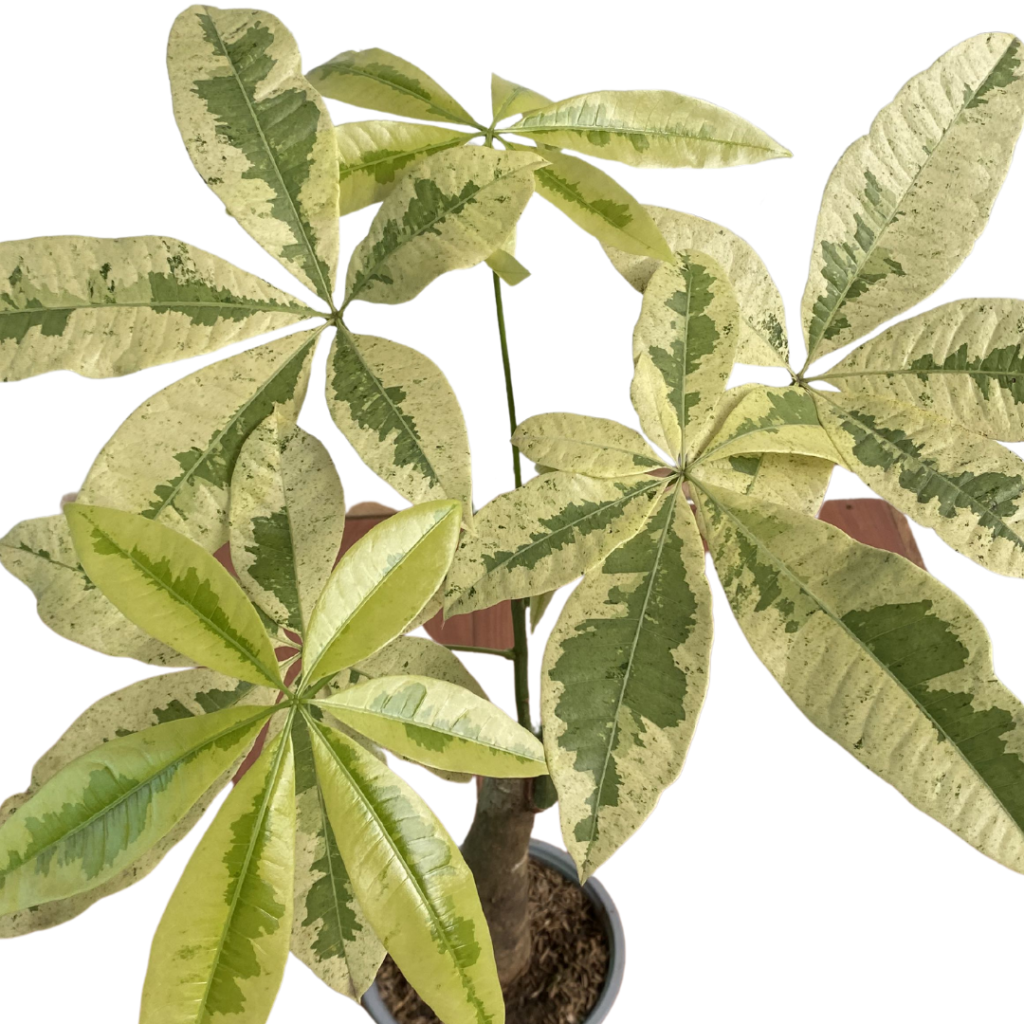 Variegated Money Tree - Unbeleafable