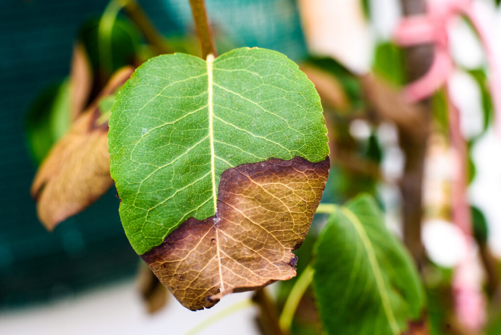 How To Revive A Plant 10 Ways To Bring Them Back To Life