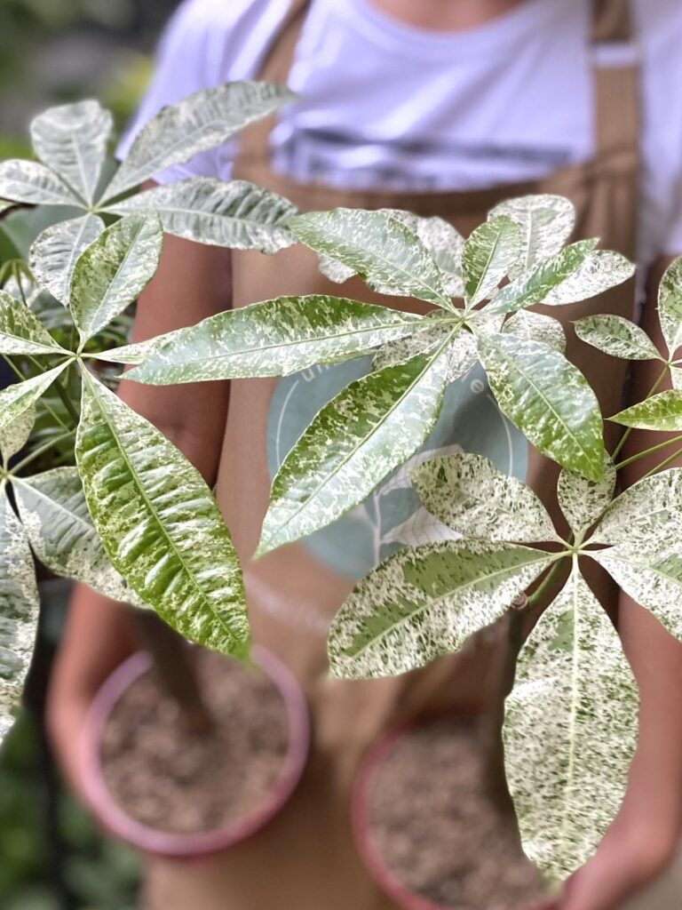 Variegated Money Tree - Unbeleafable