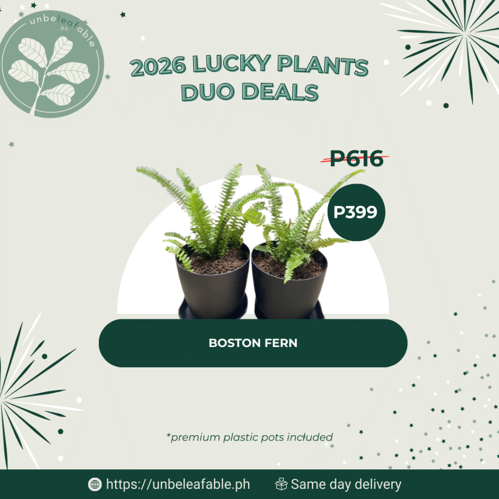 Plants For Sale Philippines - Unbeleafable PH